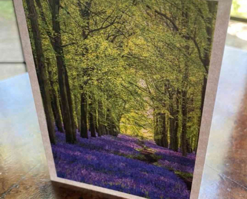 Tree Gift Tribute Options | The Gifted Tree