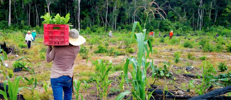 Gift Tree Planting in the Amazon Rain Forest | The Gifted Tree