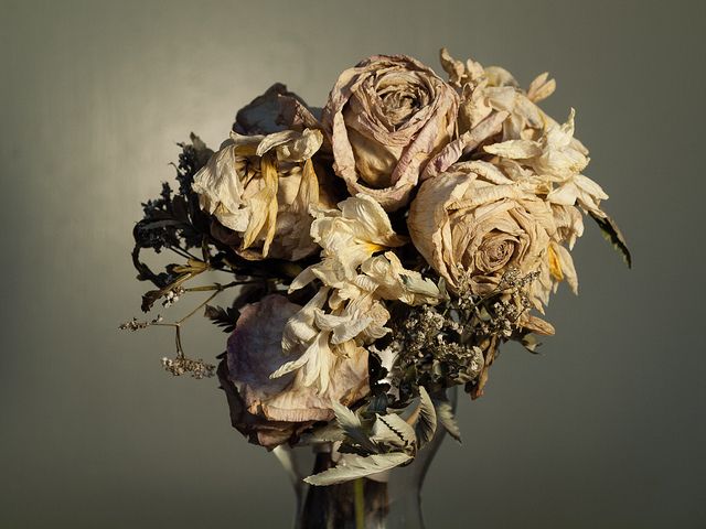 Plant a Gift Tree | Flower Alternative | The Gifted Tree