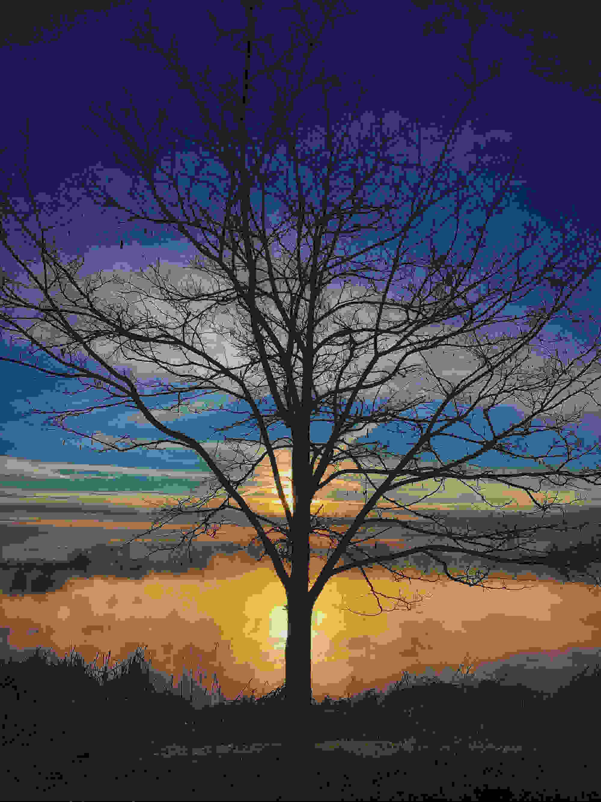 Single Bare Tree Sunset | The Gifted Tree