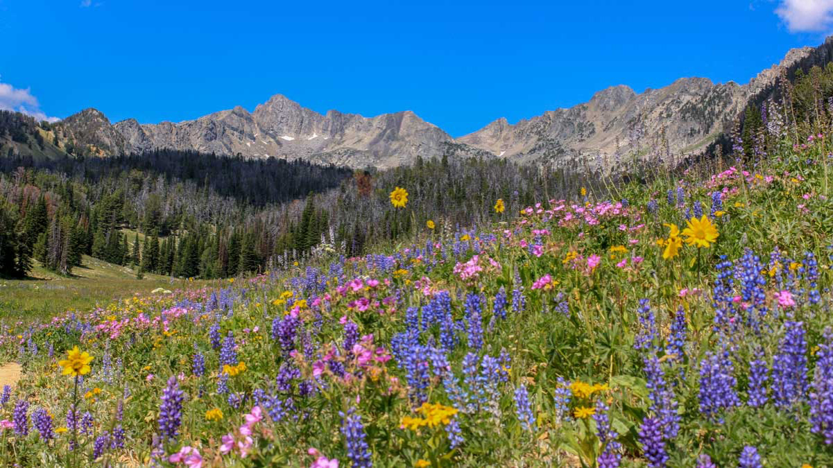 Plant Your Tree in a U.S. National Forest or in Canada | The Gifted Tree